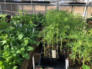 Annual Pathfinder Greenhouse Plant Sale | Pulaski County Master Gardeners