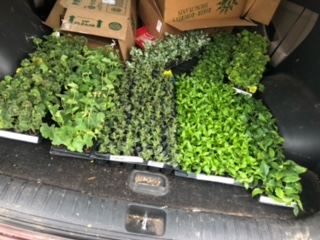 Annual Pathfinder Greenhouse Plant Sale | Pulaski County Master Gardeners