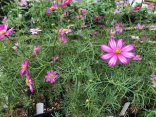 Annual Pathfinder Greenhouse Plant Sale | Pulaski County Master Gardeners
