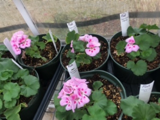 Annual Pathfinder Greenhouse Plant Sale | Pulaski County Master Gardeners